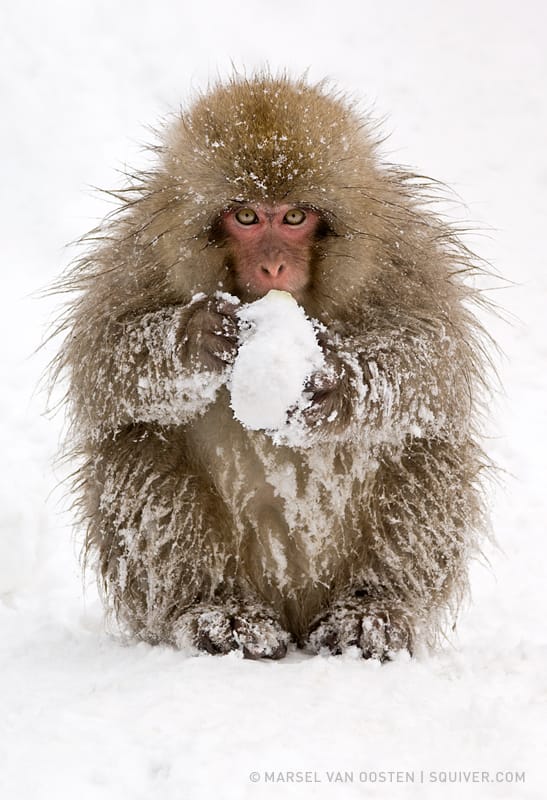 Incredibly Expressive Monkey Photography - Alter Minds