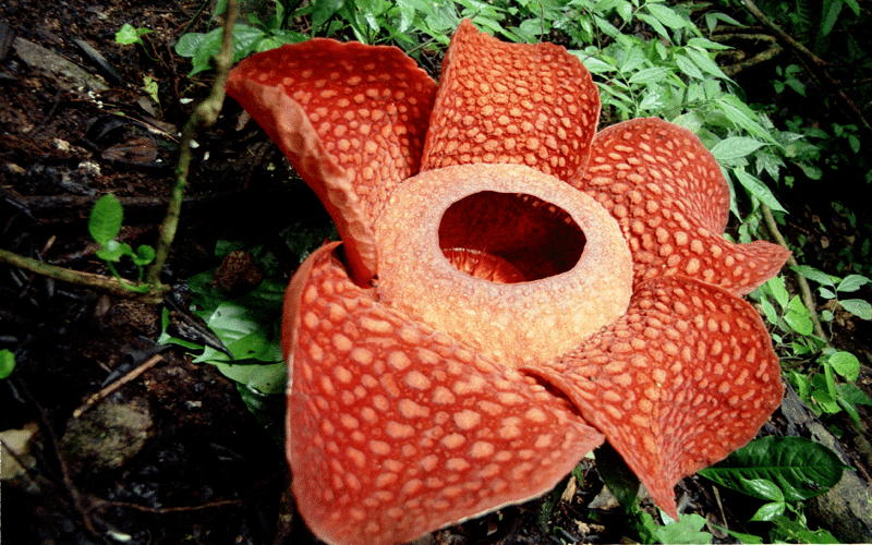 32 Most Beautiful Flowers In The World - Alter Minds